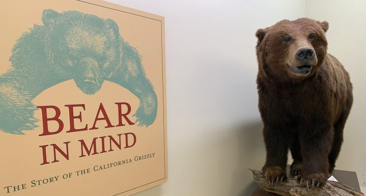 Grizzly Bear Exhibit Opens at The County Museum - InlandEmpire.us