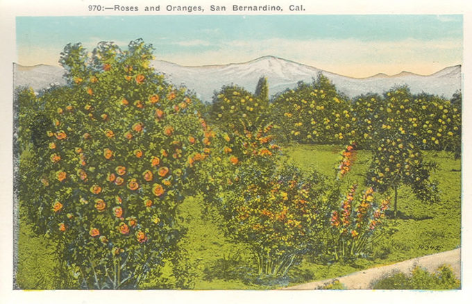 UC Riverside is Leading the Fight Against Citrus Greening Disease ...